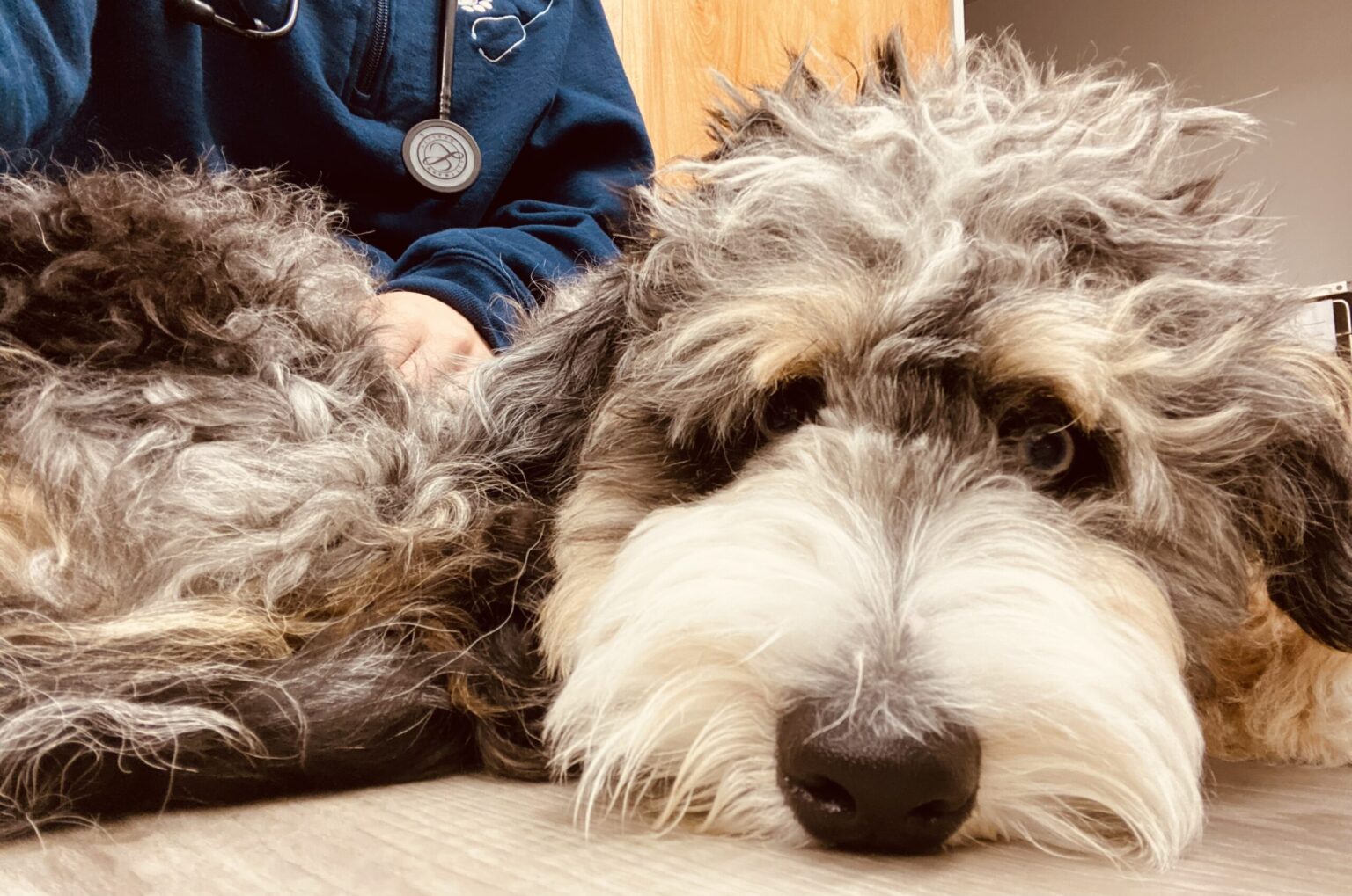 Veterinarian Kingston, Poughkeepsie | Compassion Veterinary Center