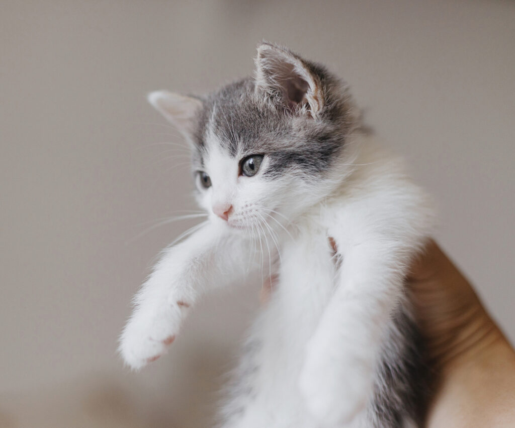 About Us | About Compassion Veterinary Center